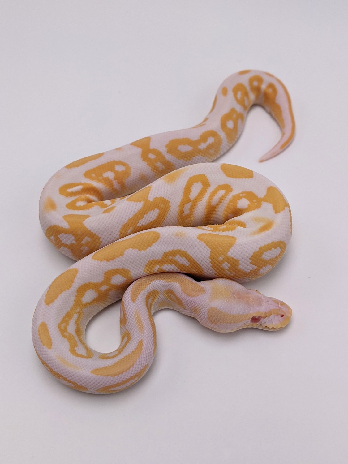 Black Pastel Albino Ball Python by City Balls LLC - MorphMarket