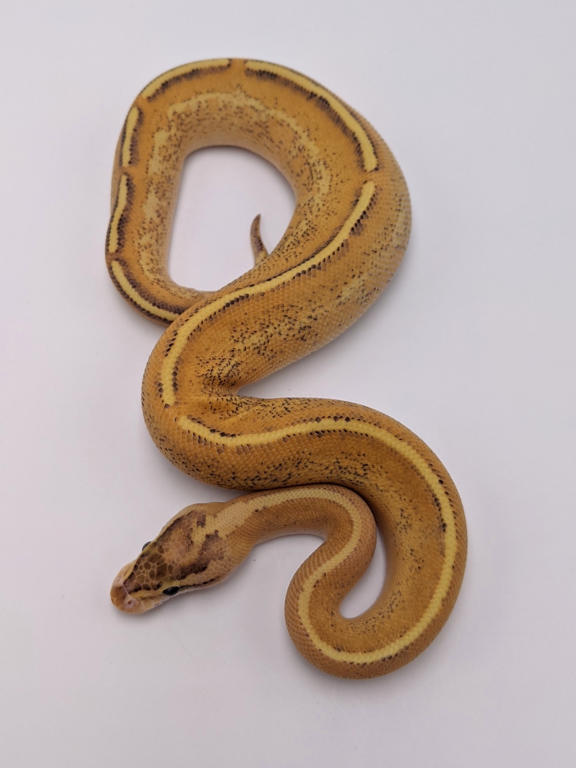 Puma Or Super Spark Ball Python by City Balls LLC - MorphMarket