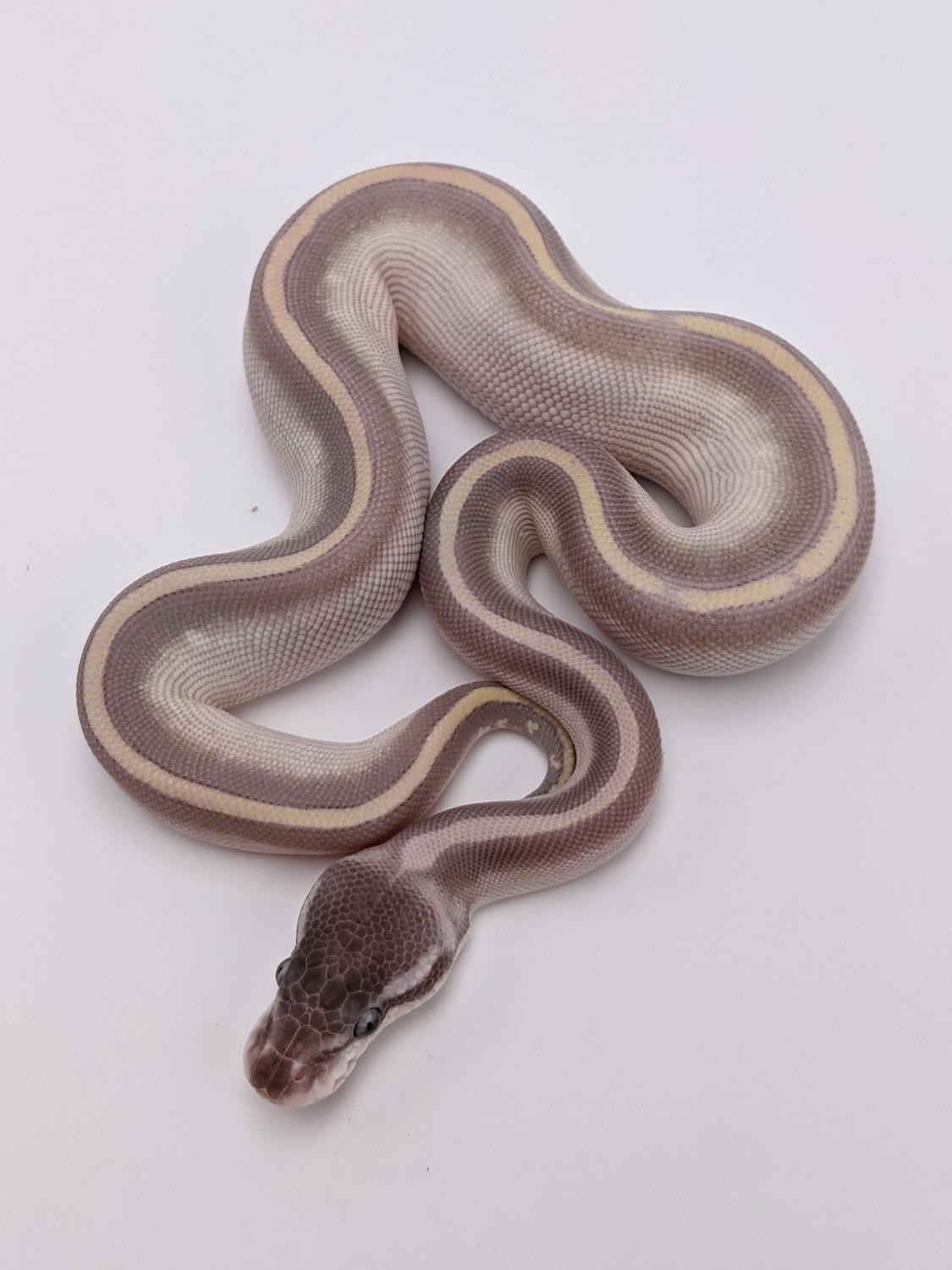Mystic Potion Ball Python by City Balls LLC - MorphMarket