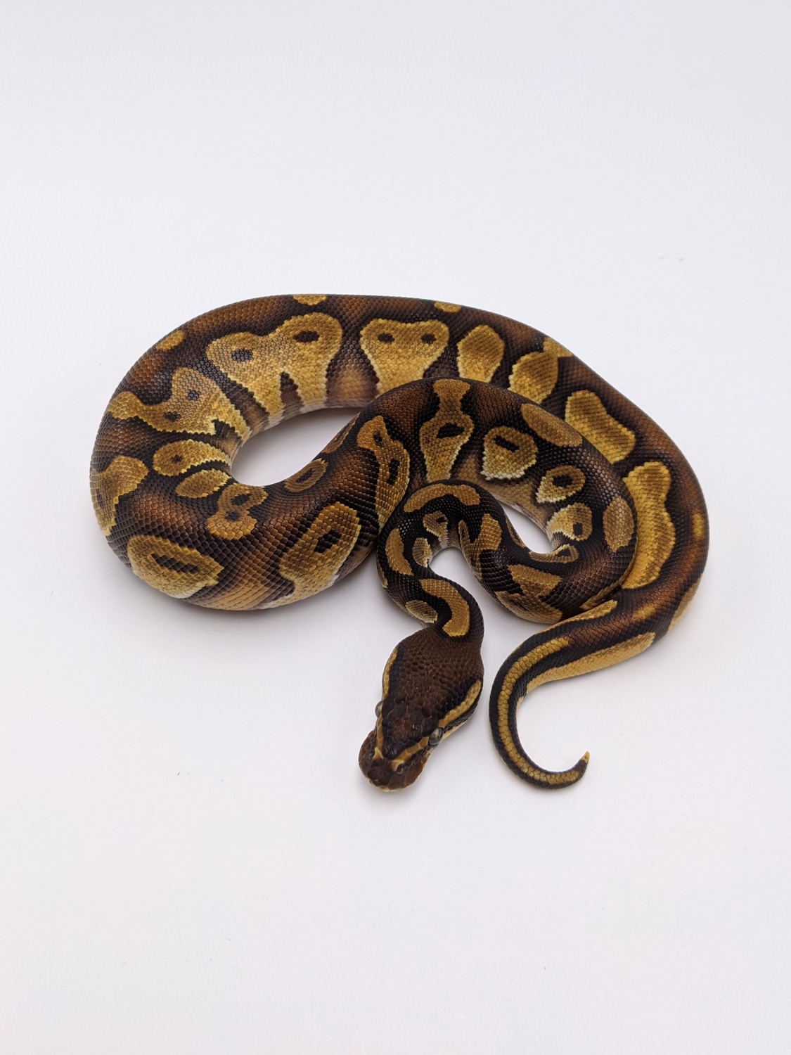 SALE 20% OFF Blackhead Enchi 100% VPI Axanthic 100% Hypo Ball Python by ...