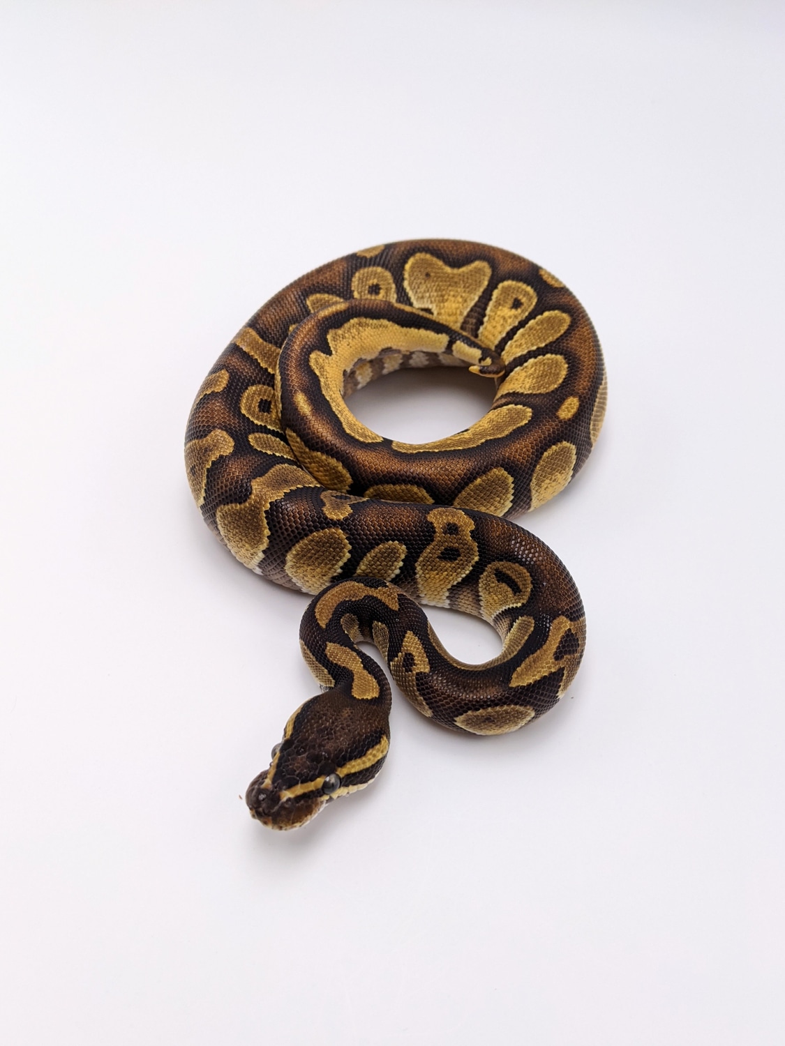 Blackhead Enchi 100% VPI Axanthic 100% Hypo Ball Python by City Balls ...