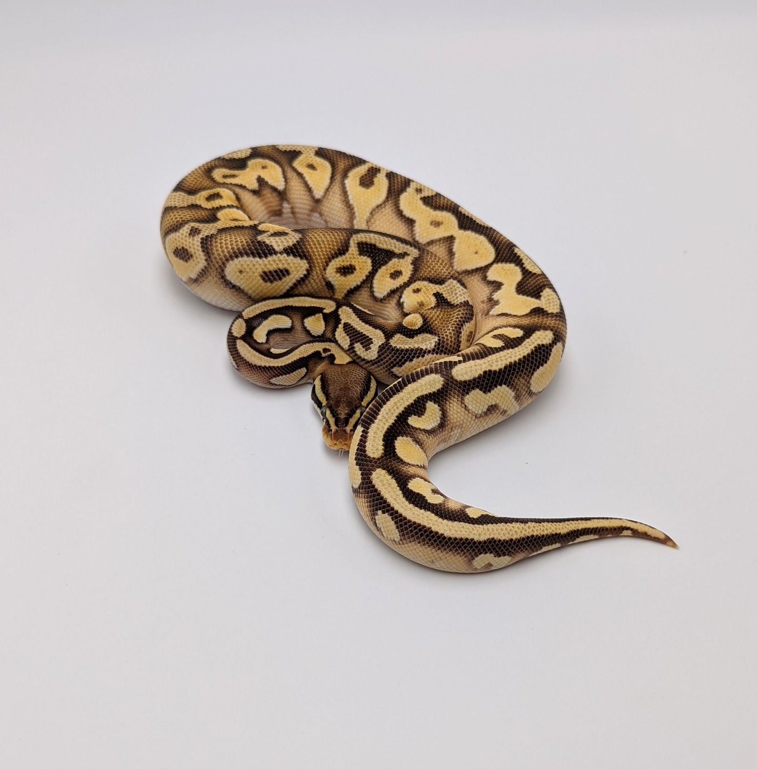 Orange Dream Pastave Het Ghost Ball Python by City Balls LLC - MorphMarket