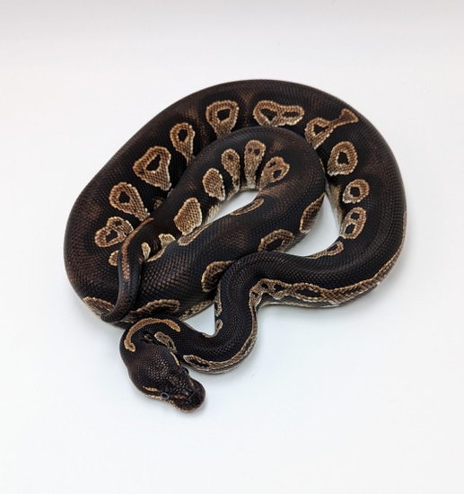 Super Blackhead 66% VPI Axanthic -Ready To Breed Ball Python by City ...
