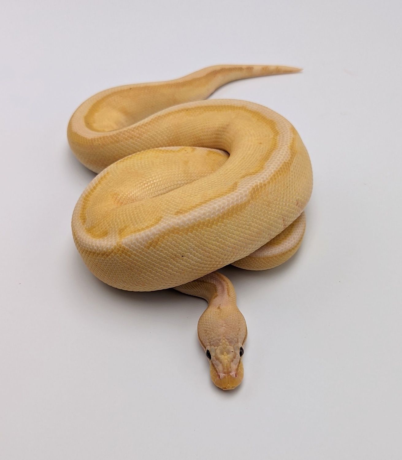 Pastel Banana Genetic Stripe Ball Python by City Balls LLC - MorphMarket