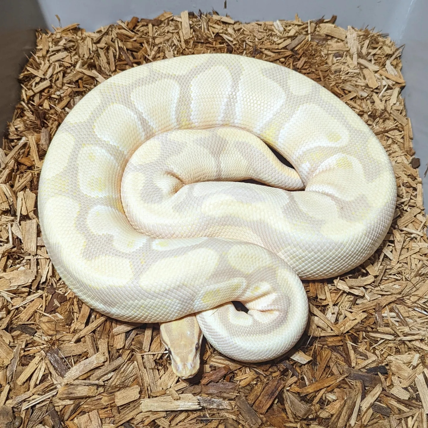 Lavender Albino Ball Python by City Balls LLC - MorphMarket