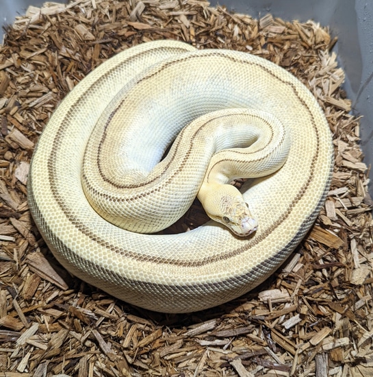 Pastel Butter Genetic Stripe Ball Python by City Balls LLC
