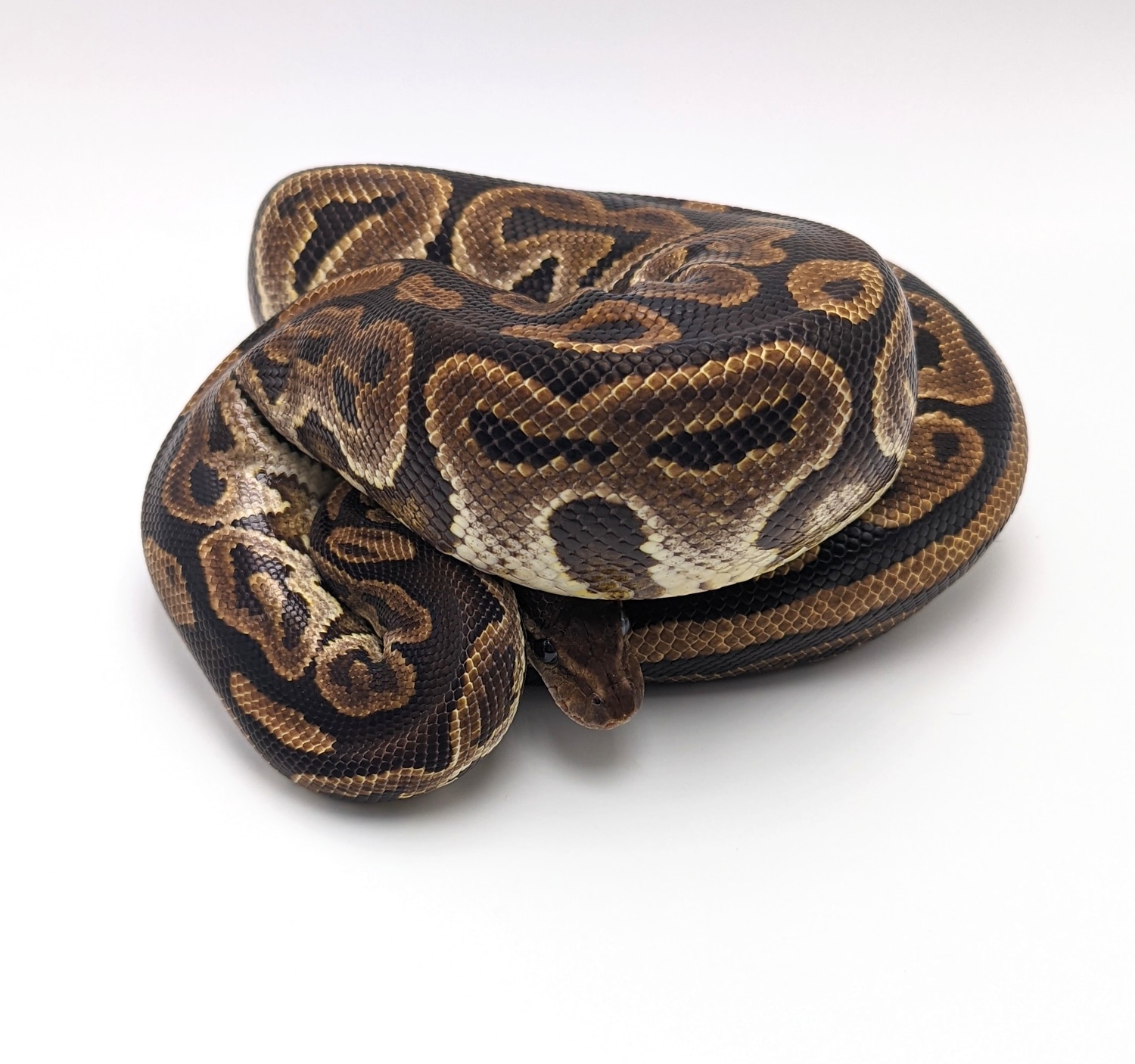 Black Pastel Ball Python by City Balls LLC - MorphMarket