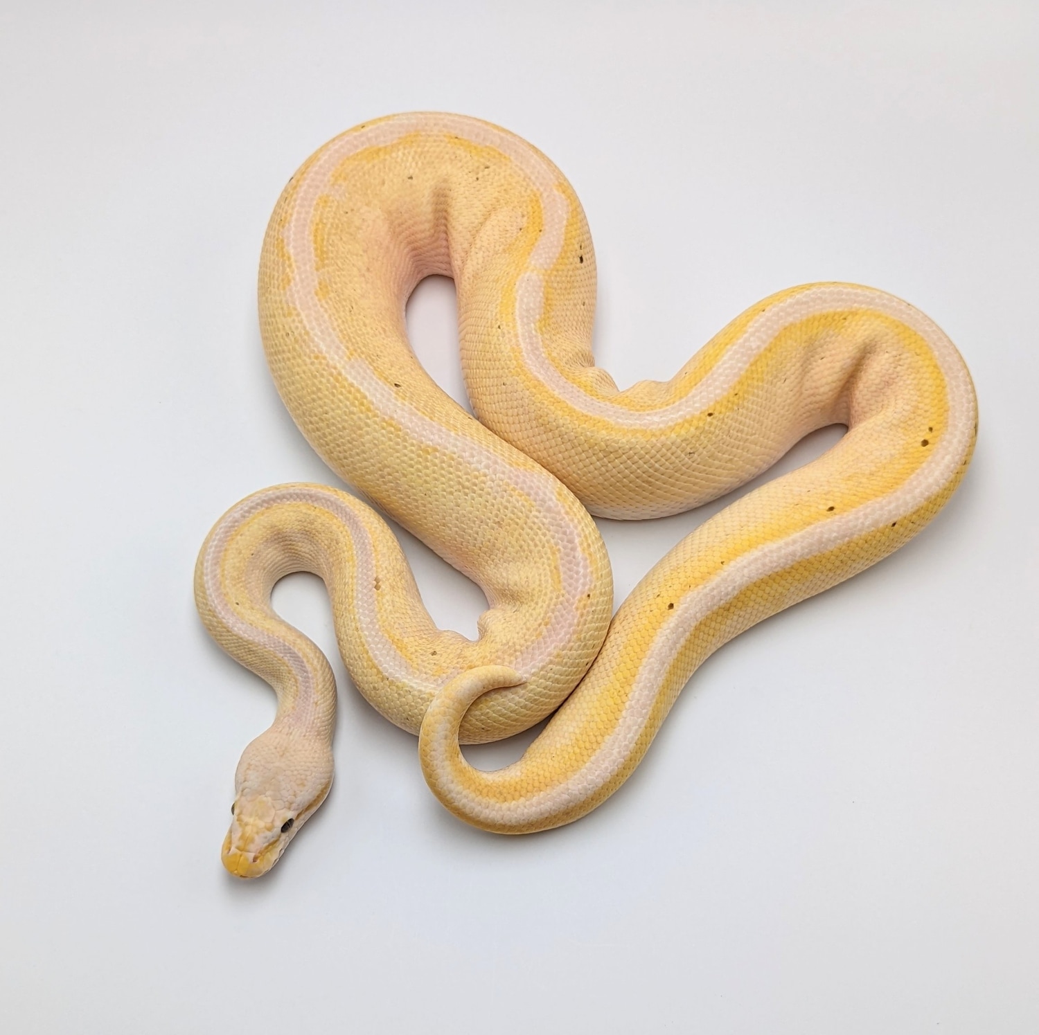 Pastel Banana Genetic Stripe Ball Python by City Balls LLC - MorphMarket
