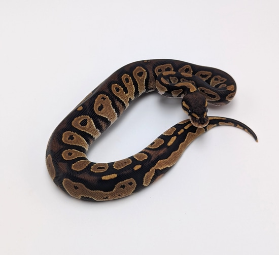 Blackhead 100% VPI Axanthic 100% Clown Ball Python by City Balls LLC