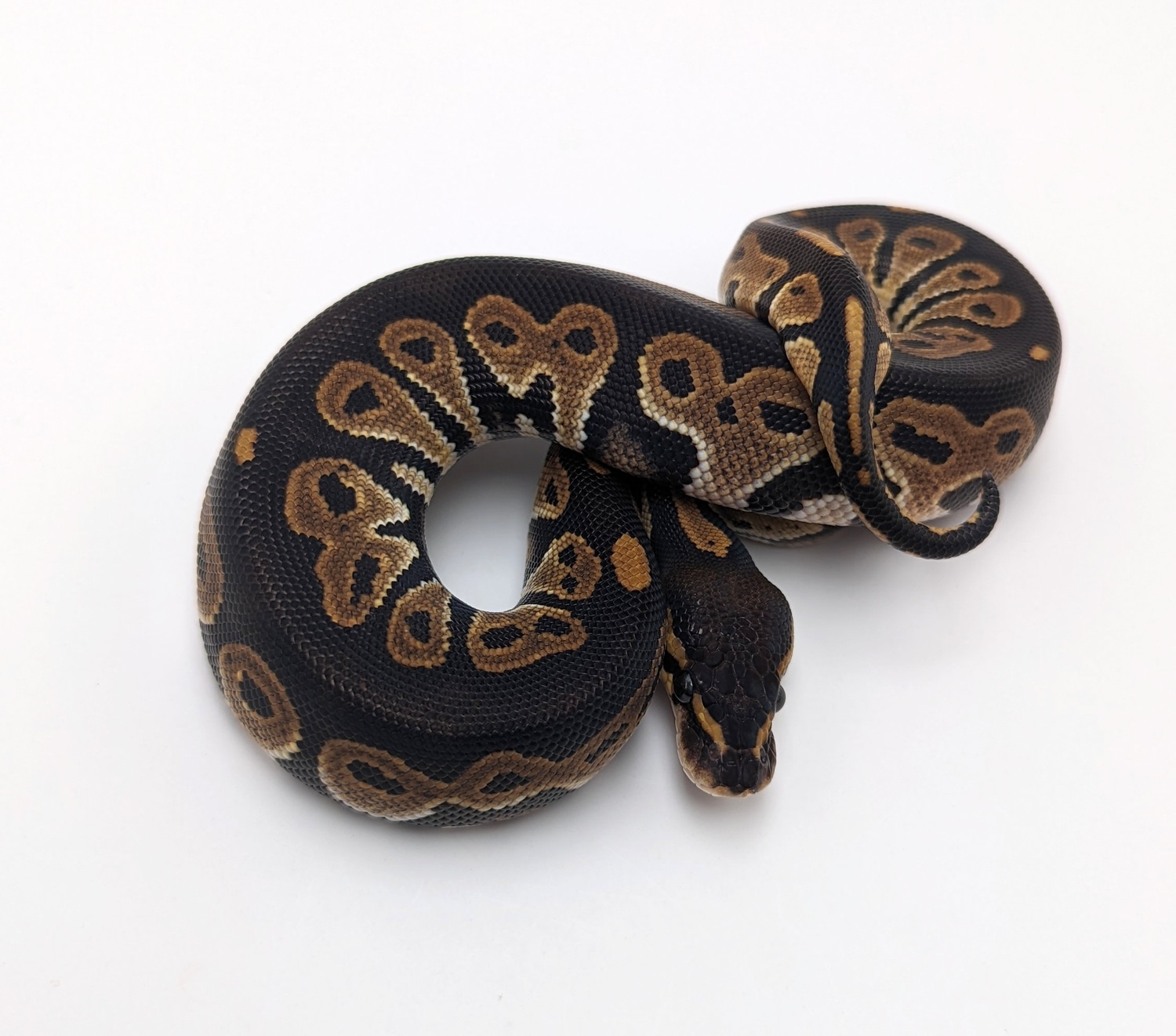 Blackhead 100% VPI Axanthic 100% Clown Ball Python by City Balls LLC ...