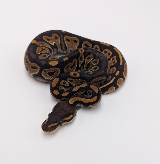 Blackhead 100% VPI Axanthic 100% Clown Ball Python by City Balls LLC