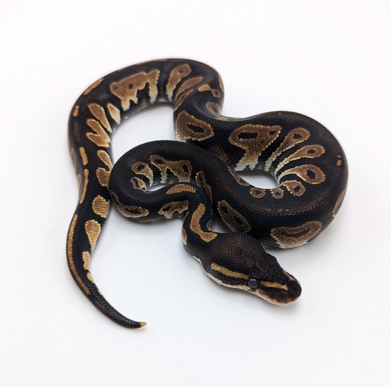 Blackhead 100% VPI Axanthic 100% Clown Ball Python by City Balls LLC