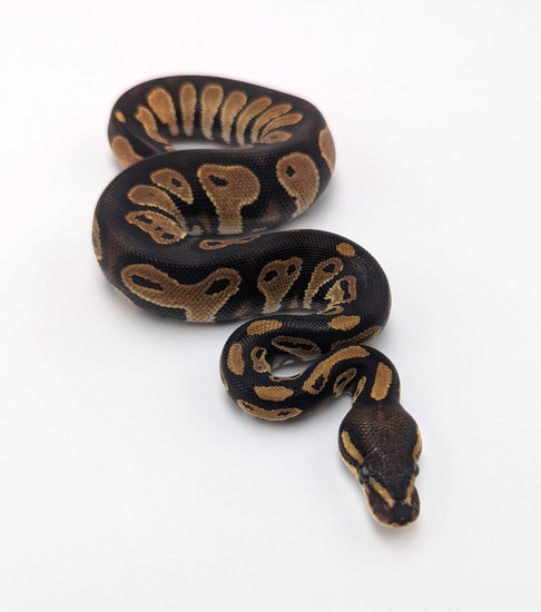 Blackhead 100% VPI Axanthic 100% Clown Ball Python by City Balls LLC