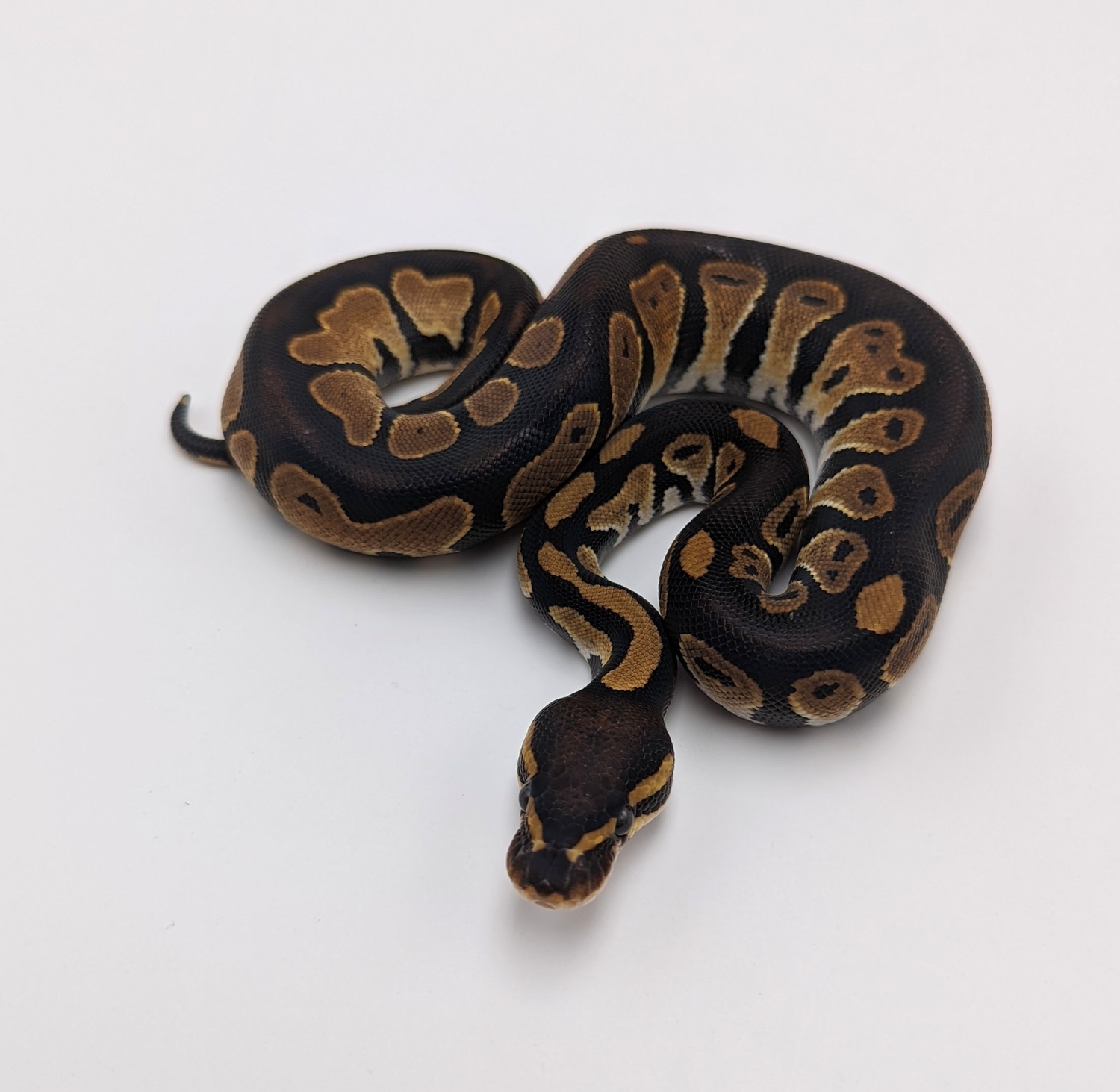 Blackhead 100% VPI Axanthic 100% Clown Ball Python by City Balls LLC ...