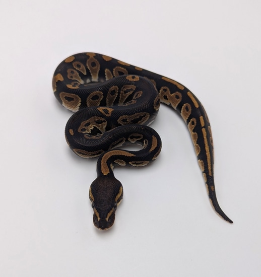 Blackhead 100% VPI Axanthic 100% Clown Ball Python by City Balls LLC