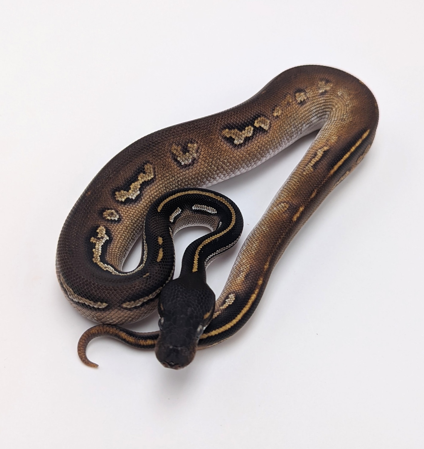 Super Blackhead Super Red Gene Ringer Gene Possible Mojave 66% Desert ...