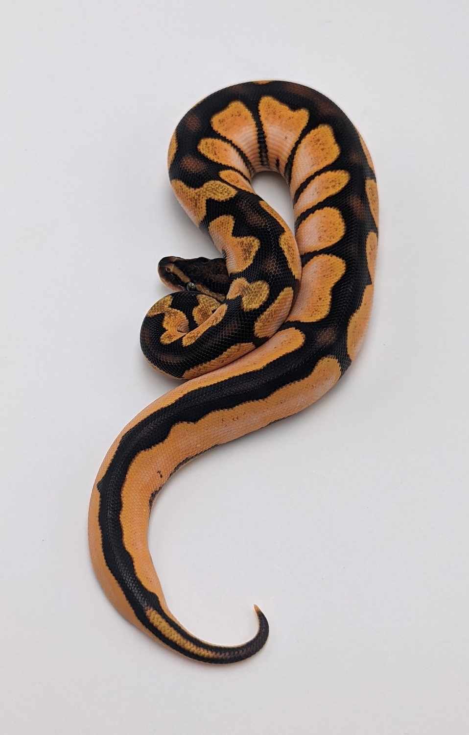 Super Orange Dream Yellowbelly Calico Ball Python by City Balls LLC ...