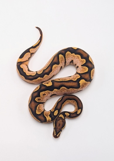 Calico Orange Dream Yellowbelly Fire Ball Python by City Balls LLC