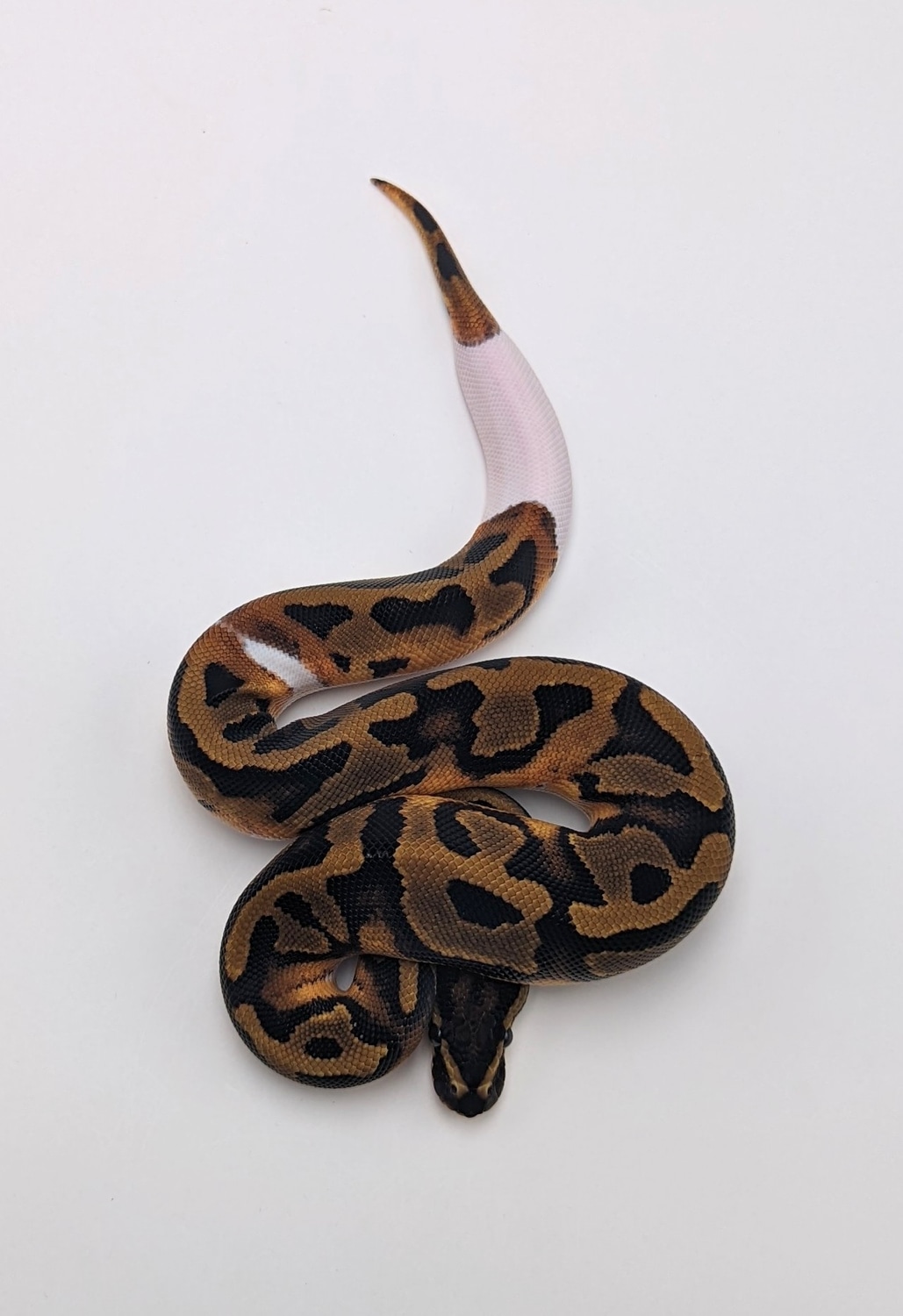 Pied Ball Python by City Balls LLC - MorphMarket