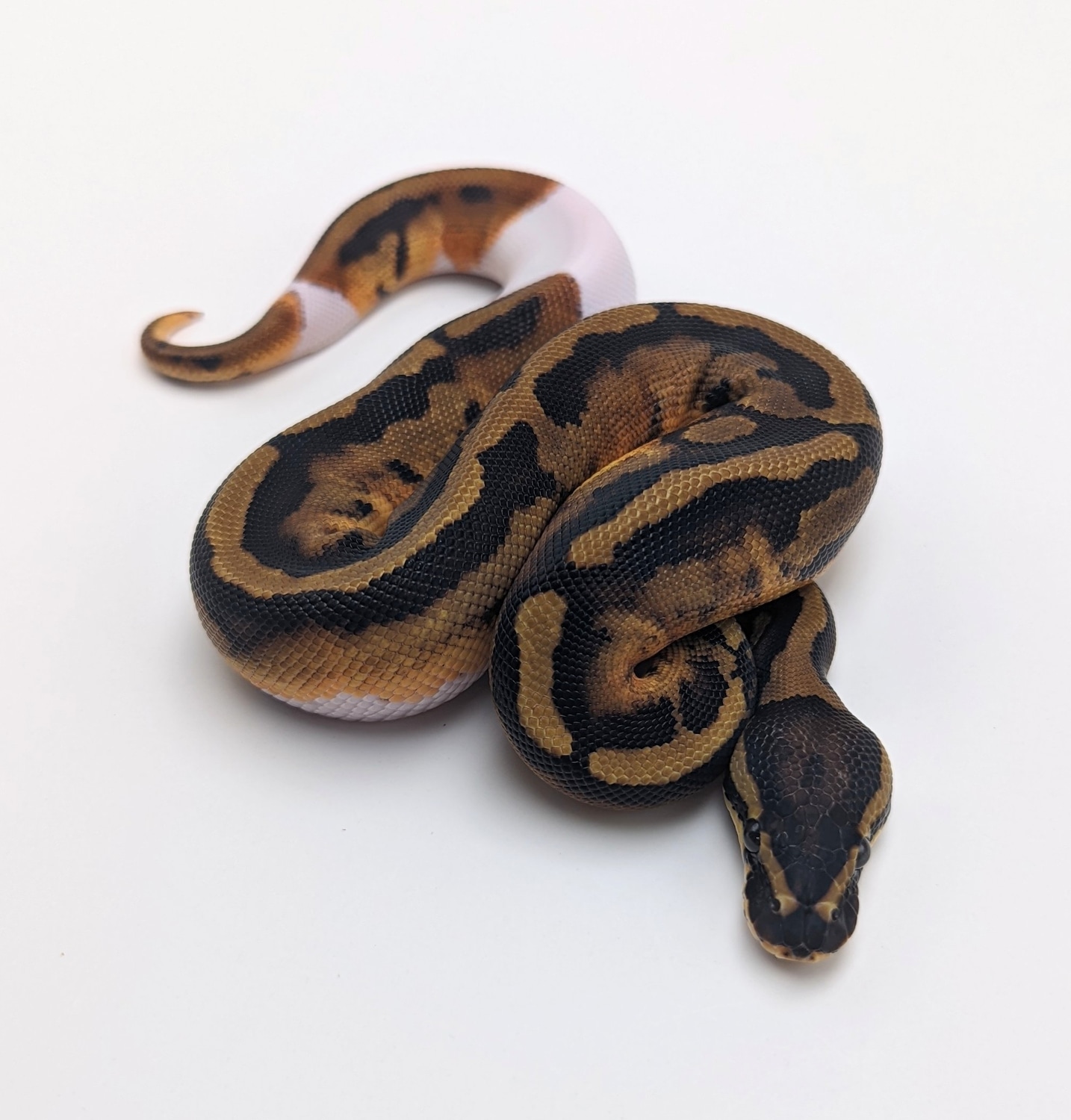 Pied Ball Python by City Balls LLC - MorphMarket
