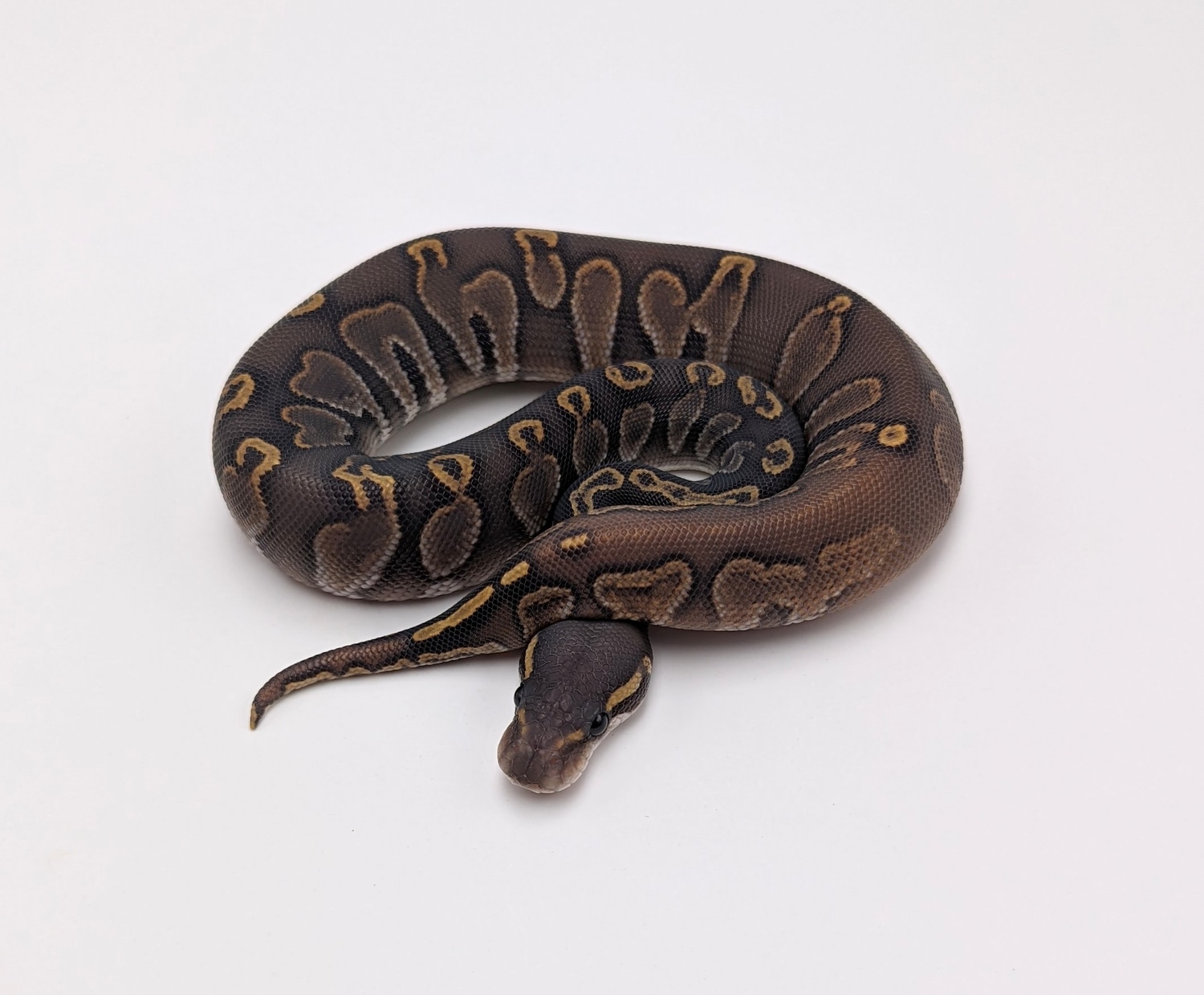 Blackhead GHI Red Gene Hypo Ball Python by City Balls LLC - MorphMarket
