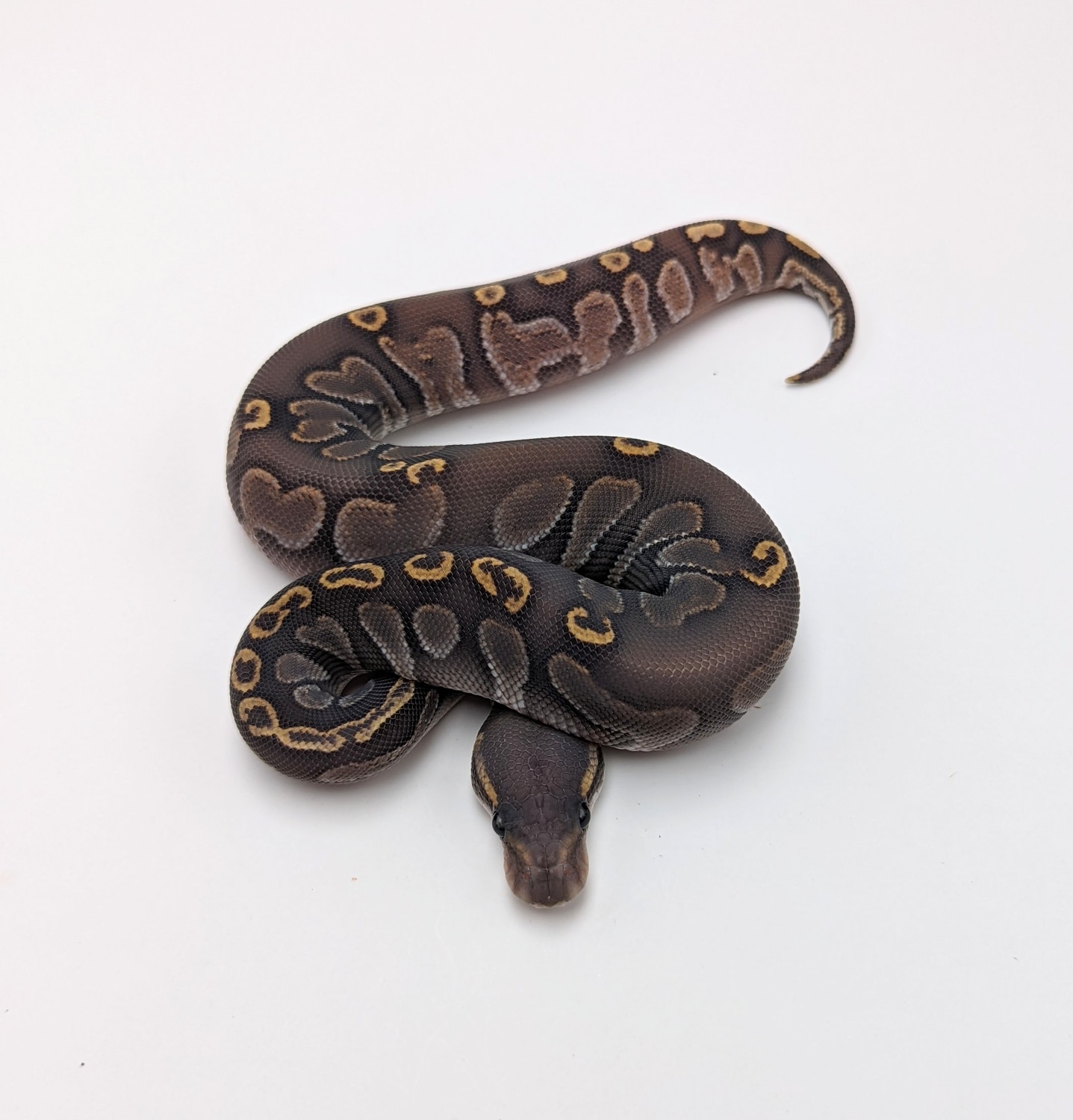 Blackhead GHI Red Gene Hypo Ball Python by City Balls LLC - MorphMarket