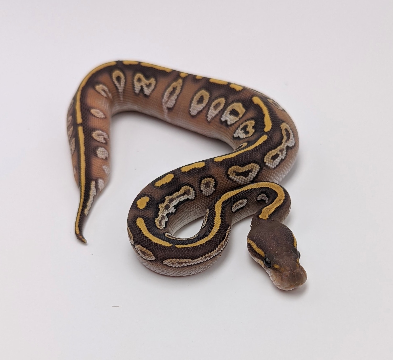 Blackhead Mojave Red Gene/Ringer Gene Hypo Ball Python by City Balls ...