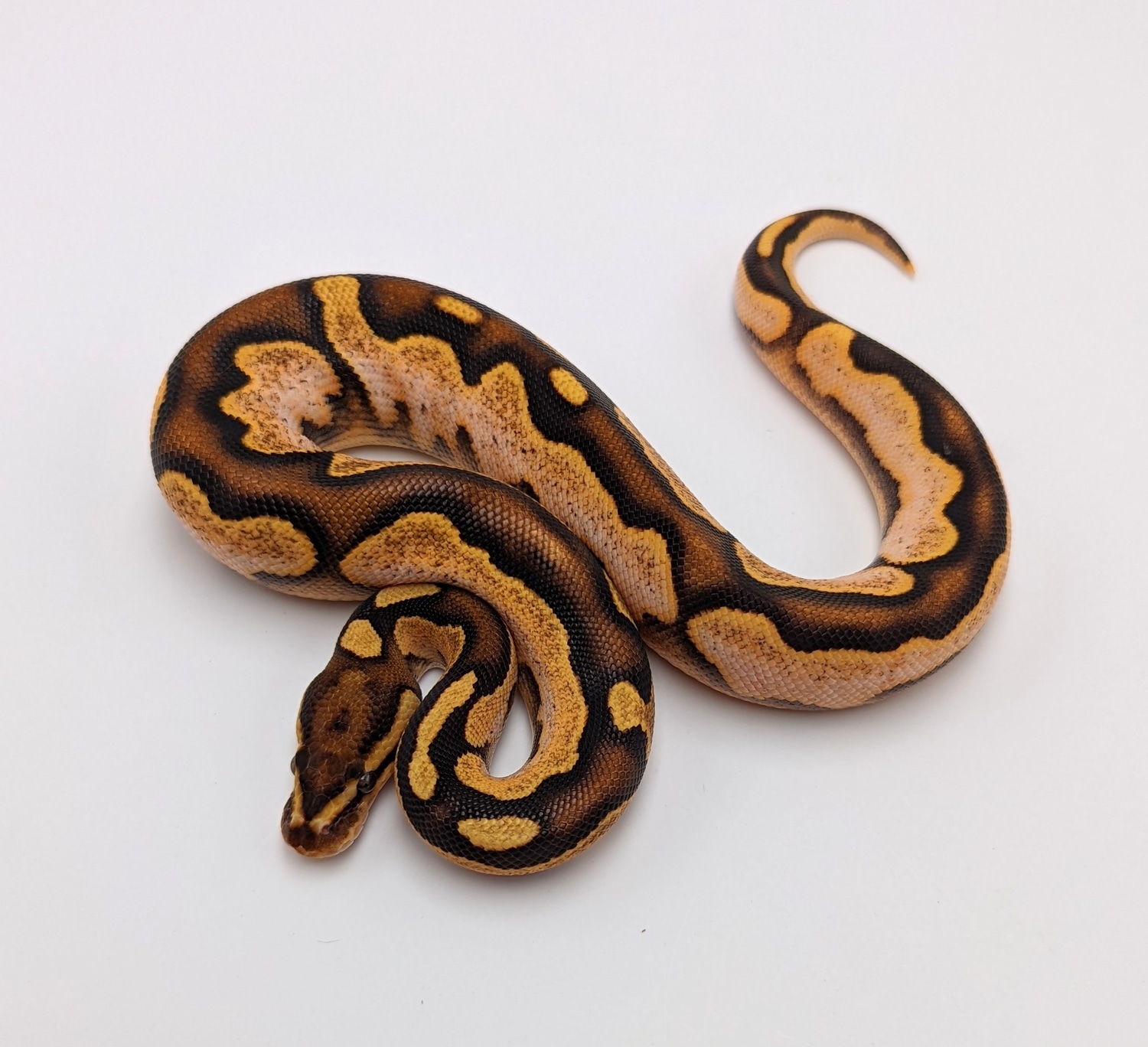 Calico Orange Dream Yellowbelly Fire Ball Python by City Balls LLC ...