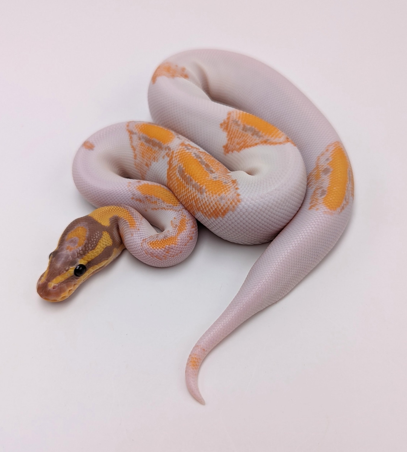 Orange Dream Yellowbelly Banana Pied Ball Python by City Balls LLC ...