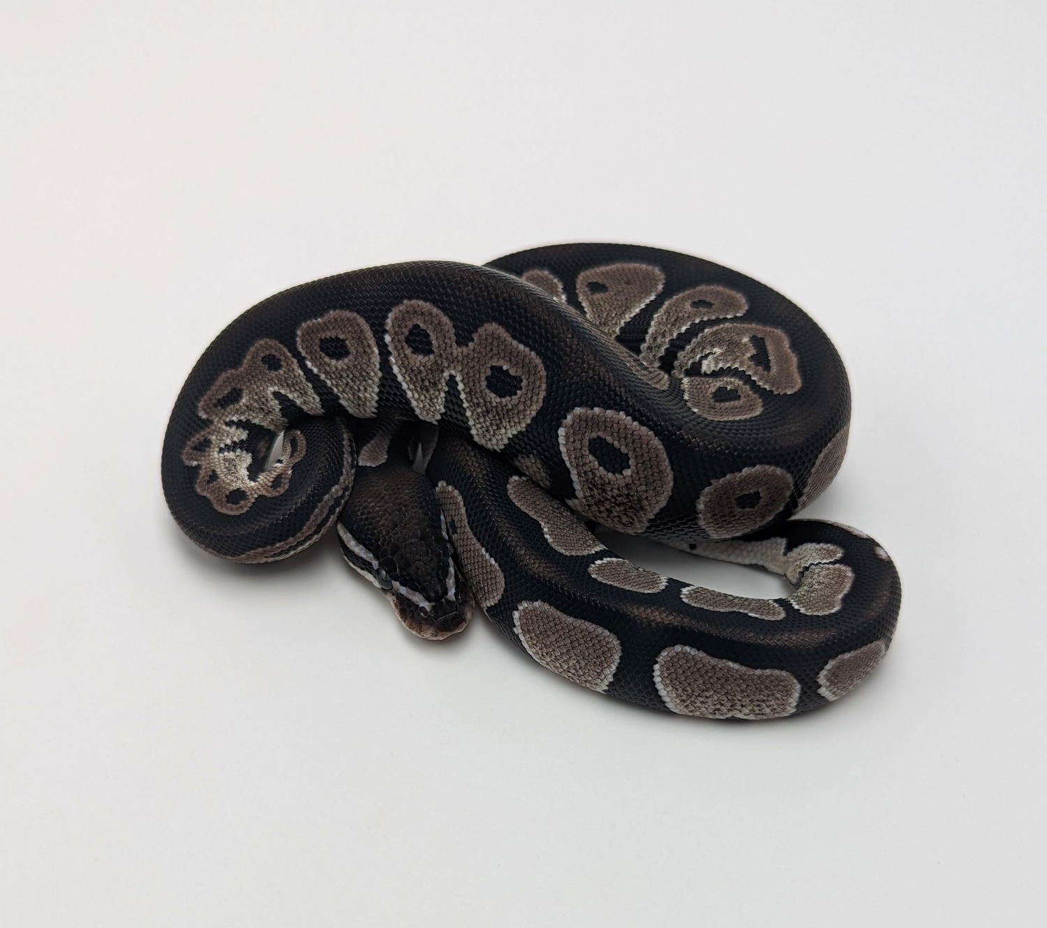 Blackhead VPI Axanthic 50% Het Albino Ball Python by City Balls LLC ...