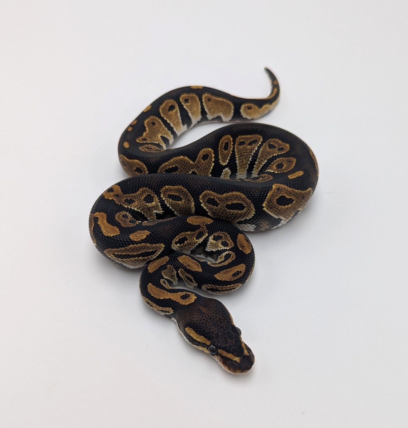 Blackhead Het VPI Axanthic Ball Python by City Balls LLC - MorphMarket