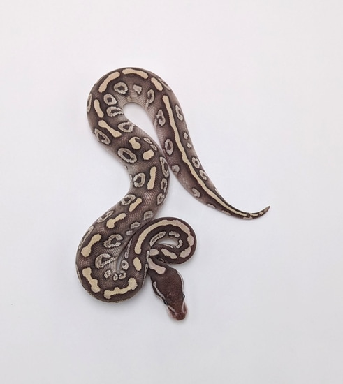 Mystic Phantom Ball Python by City Balls LLC