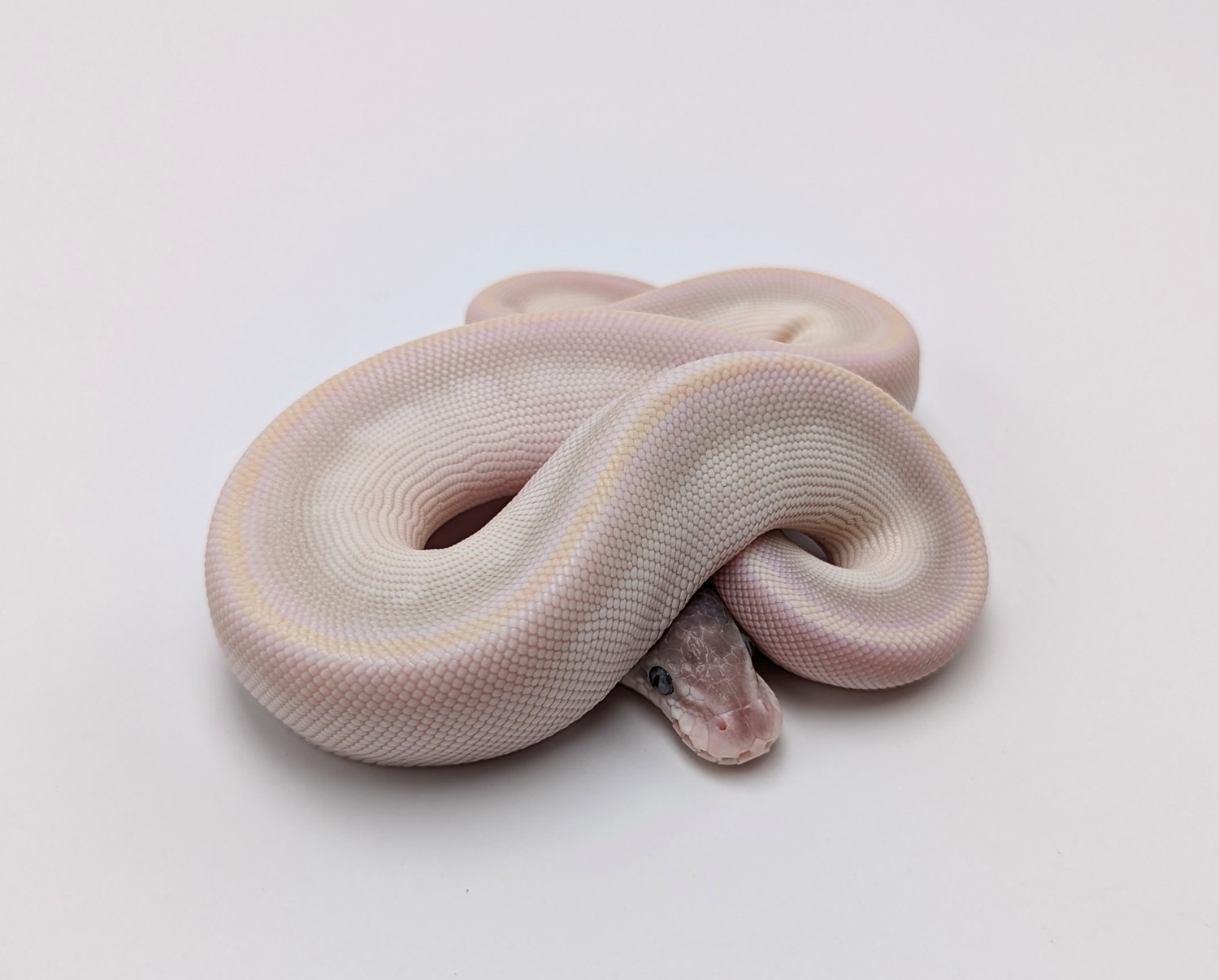 Super Mojave Ball Python by City Balls LLC - MorphMarket