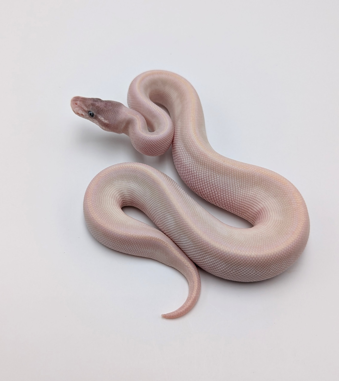 Super Mojave Ball Python by City Balls LLC - MorphMarket