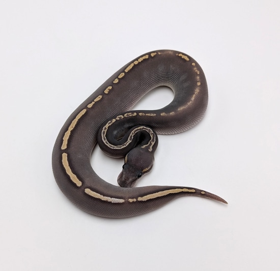 Blackhead GHI Mojave Hypo Ball Python by City Balls LLC
