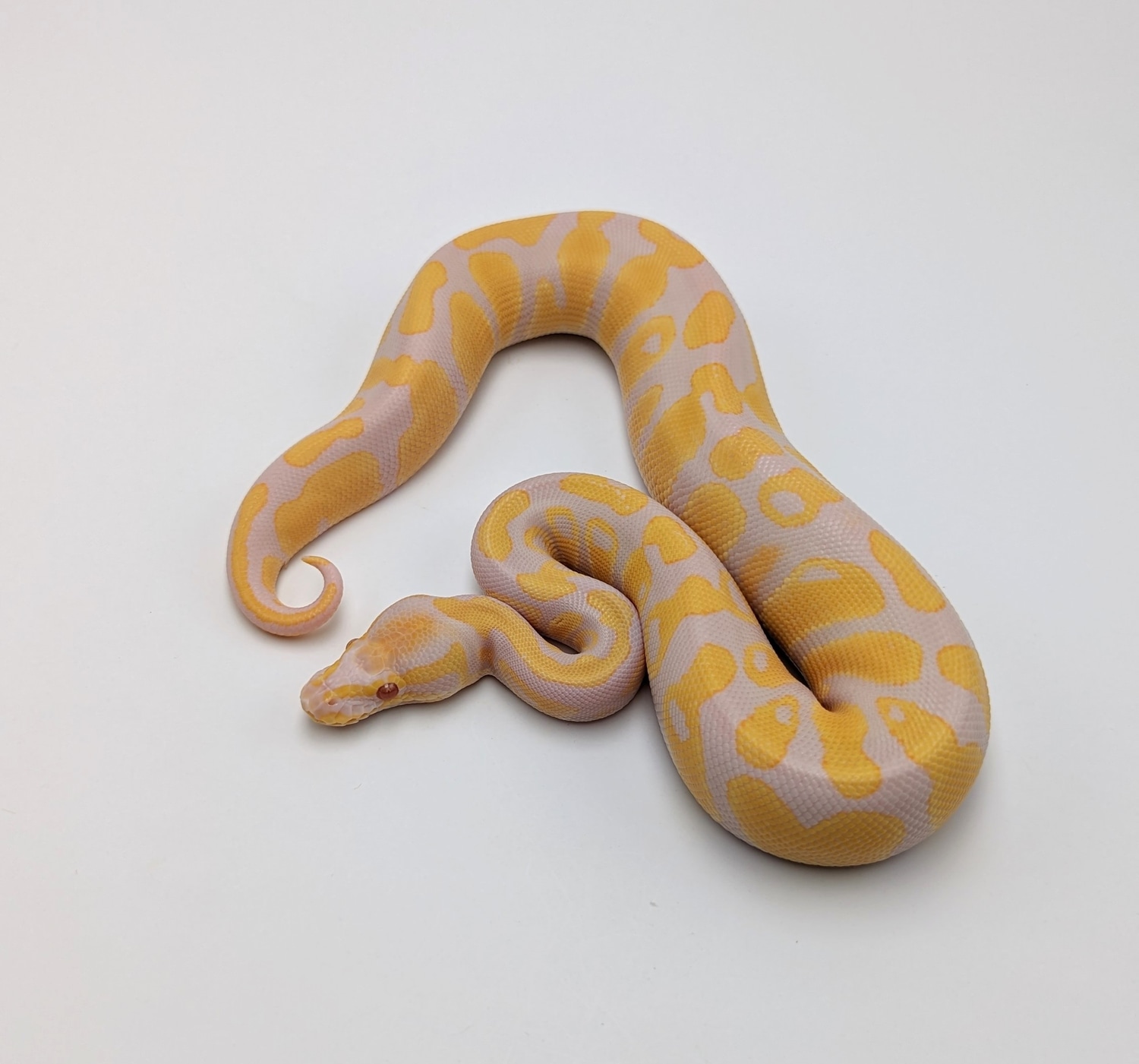 Candino 66% Pied Ball Python by City Balls LLC - MorphMarket