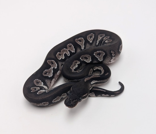 Super Blackhead VPI Axanthic Ball Python by City Balls LLC