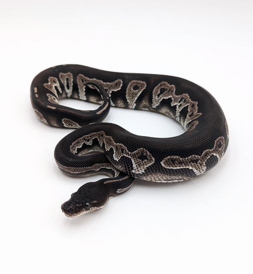 Super Blackhead VPI Axanthic Ball Python by City Balls LLC
