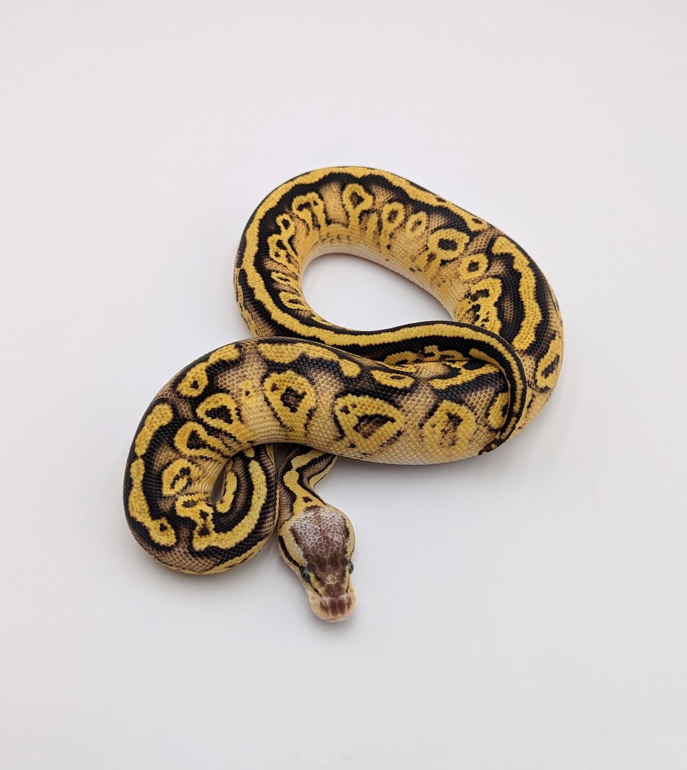 Pastel Bongo Het Clown Ball Python by City Balls LLC - MorphMarket