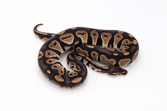 FREE SHIPPING!! 😳 Blackhead 100% VPI Axanthic 100% Clown Ball Python by ...