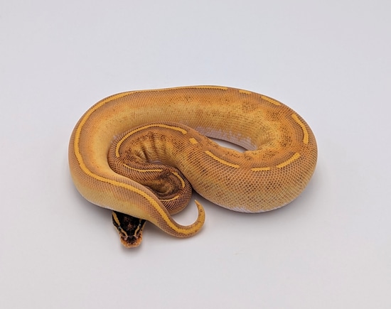 Orange Dream Enchi Freeway Ball Python by City Balls LLC