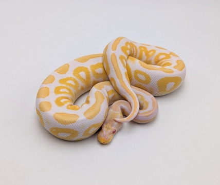 Black Pastel Albino Ball Python by Schupp's Exotics - MorphMarket