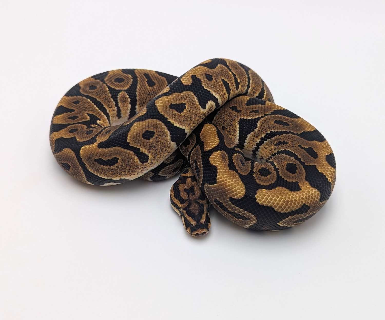 Spotnose Het Clown Ball Python by City Balls LLC - MorphMarket