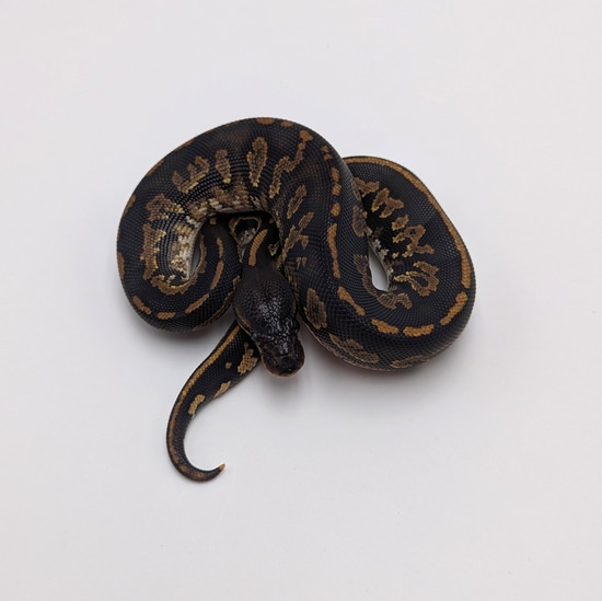 Super Black Head Stranger Het VPI Axanthic Ball Python by City Balls LLC