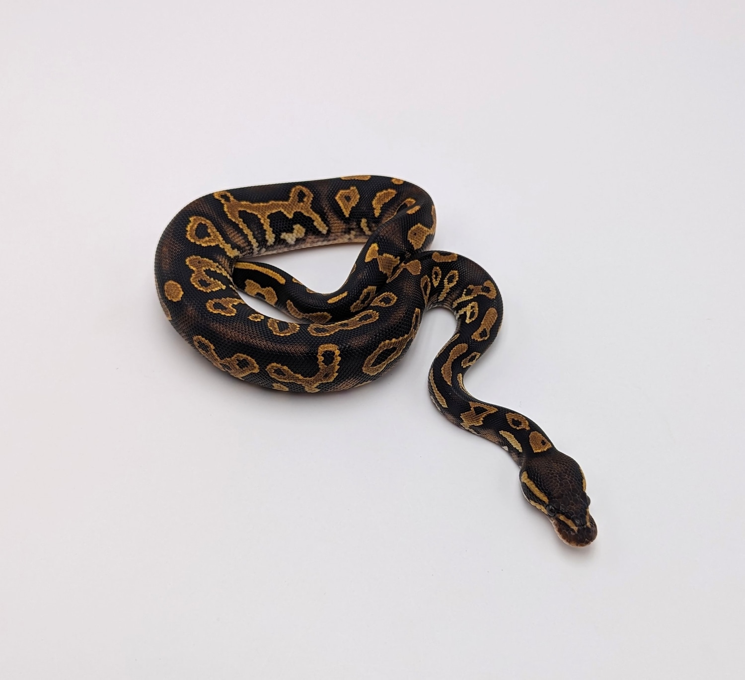 Black Head Yellowbelly Ringer Gene Het VPI Axanthic Ball Python by City ...
