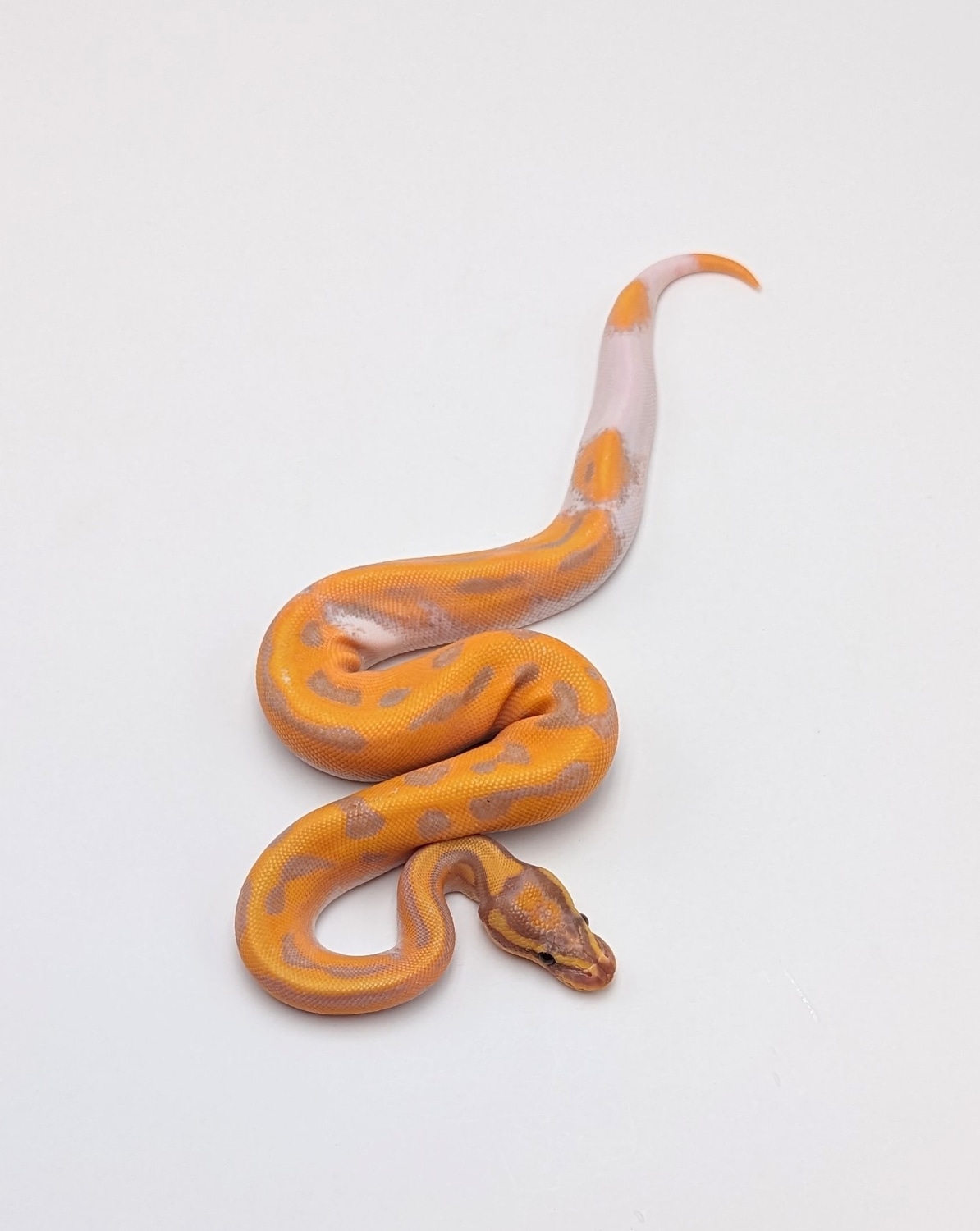 Super Orange Dream Yellowbelly Banana Pied 66% Hypo 66% Albino Ball ...