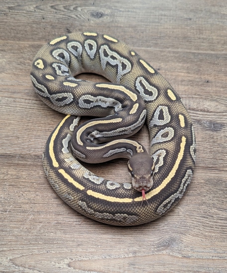 Blackhead Mojave Red Gene/Ringer Gene Hypo Ball Python by City Balls LLC