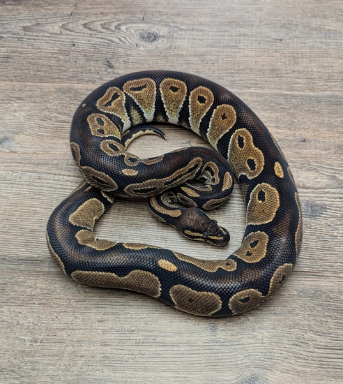 Blackhead Het VPI Axanthic Ball Python by City Balls LLC