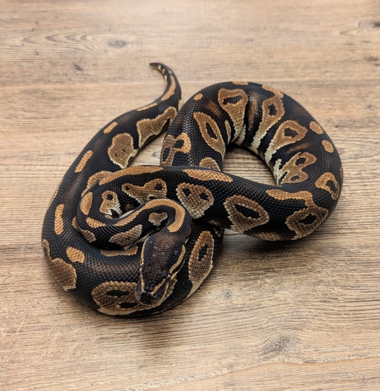 Blackhead 100% VPI Axanthic 100% Clown Ball Python by City Balls LLC