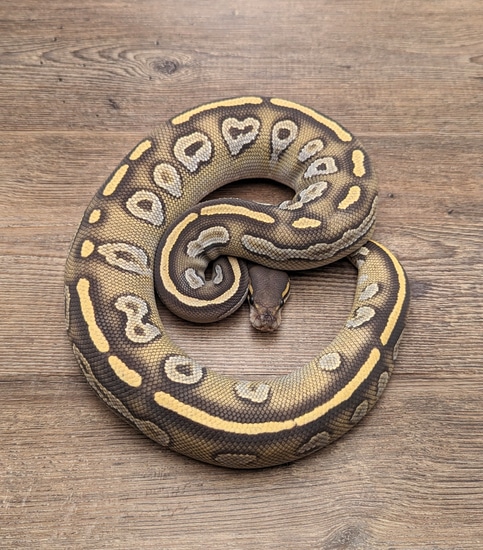Blackhead Mojave Red Gene/Ringer Gene Hypo Ball Python by City Balls LLC